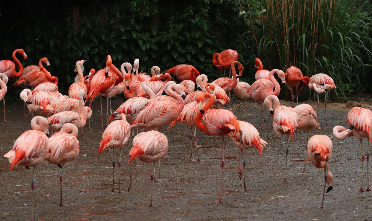 Introducing the lesser known Flamingo (yoga pose extraordinaire ...