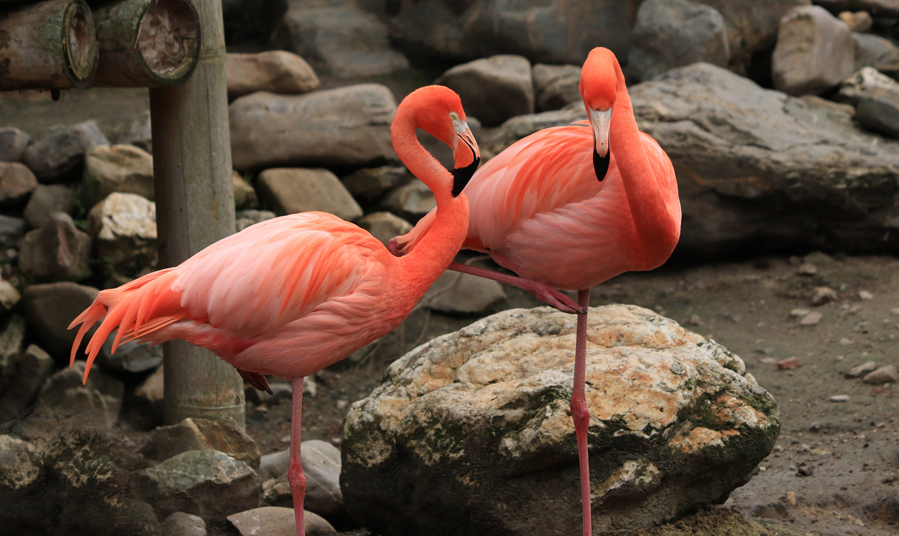 Introducing the lesser known Flamingo (yoga pose extraordinaire ...